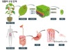 노원과외 하계동 중등수학 중계동 고등 영어 과외 식물의 구성단계 식물의 구조와 기능 네이버 블로그
